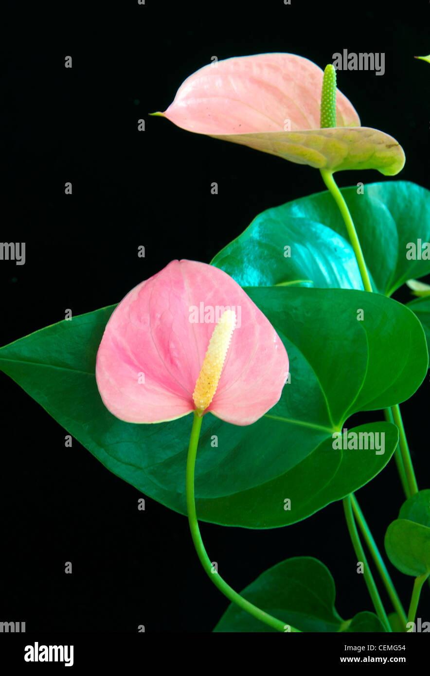 Anthurium - the Pink Flamingo Flower Stock Photo - Alamy