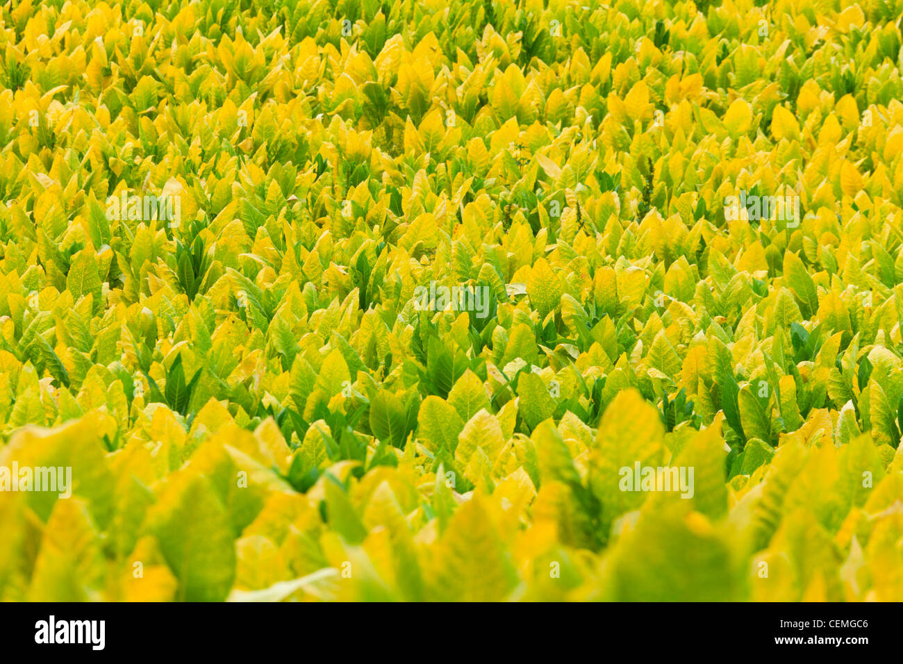 Tobacco crop hi-res stock photography and images - Alamy