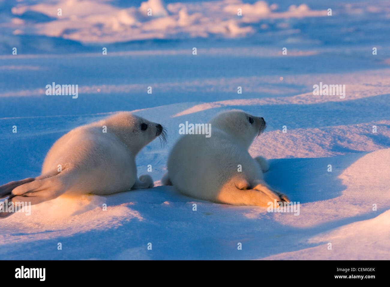Fluffy seal pups hi-res stock photography and images - Alamy