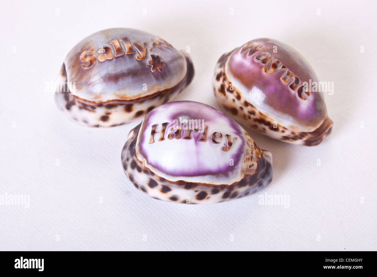 Tiger cowrie shells with names engraved out of shell surface hi-res ...