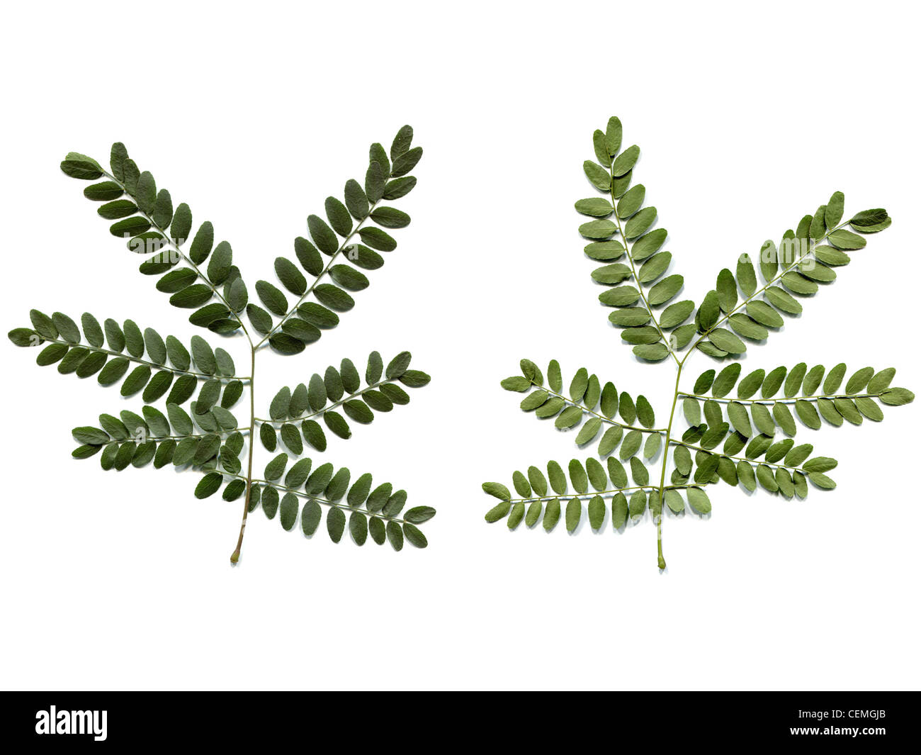 Carob tree leaf - isolated over white background Stock Photo - Alamy