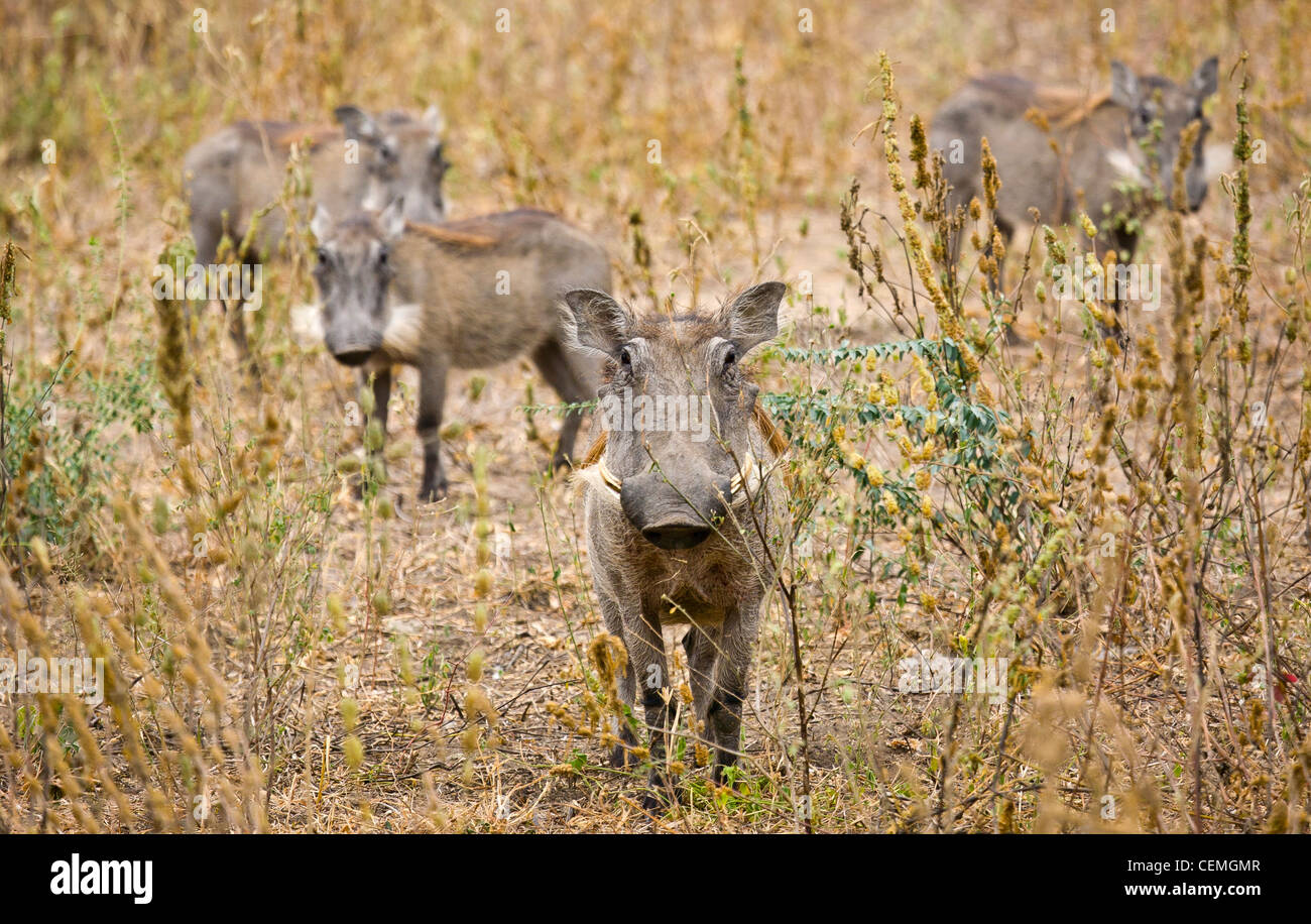 Family of warthogs Stock Photo - Alamy