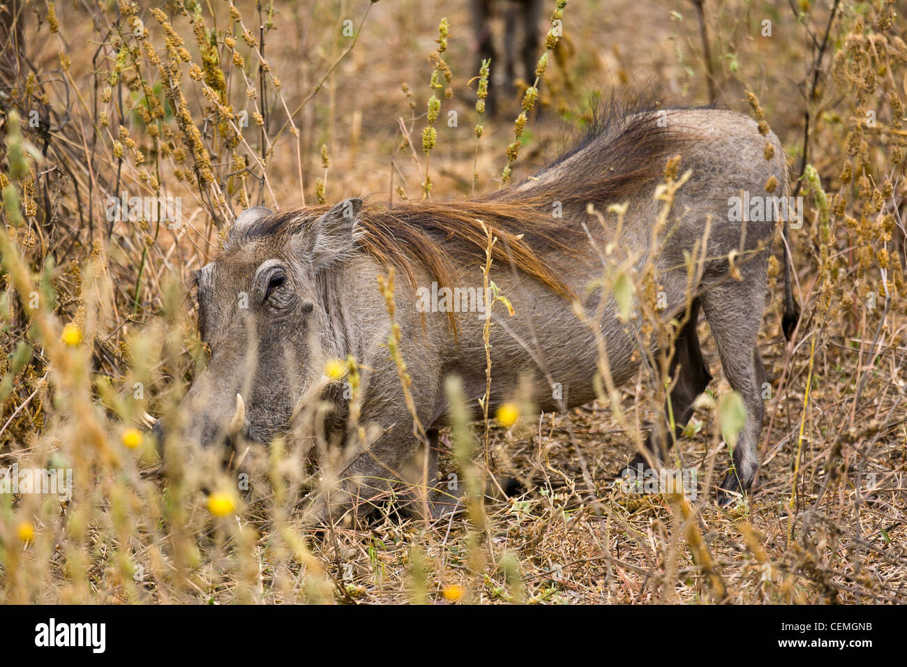 Terengeri national park africa warthog wild boar africa hi-res stock ...