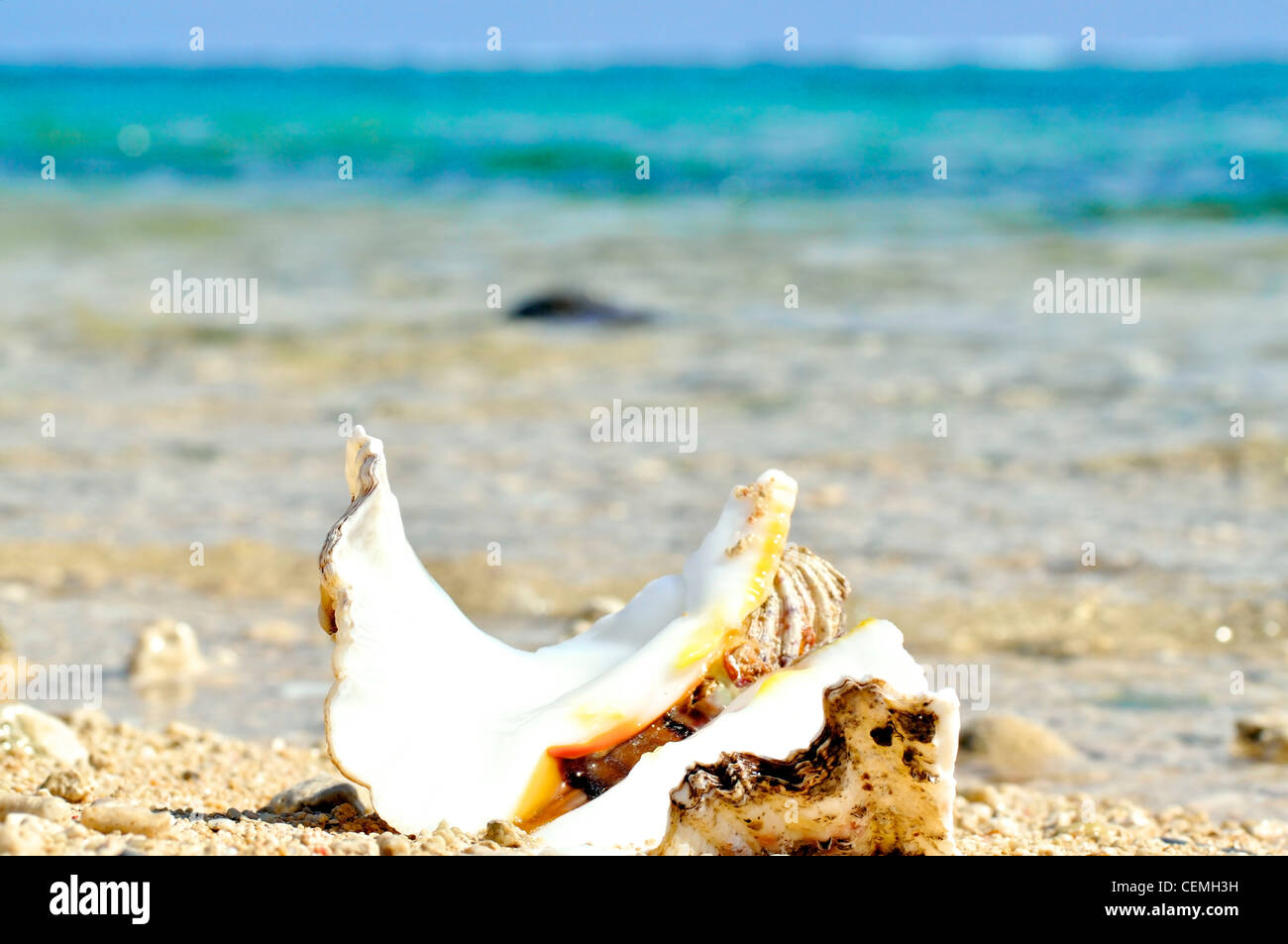 Washed ashore hi-res stock photography and images - Alamy