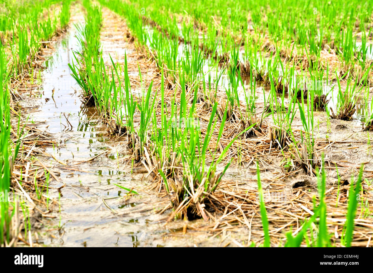 Rows of rice plants hi-res stock photography and images - Alamy