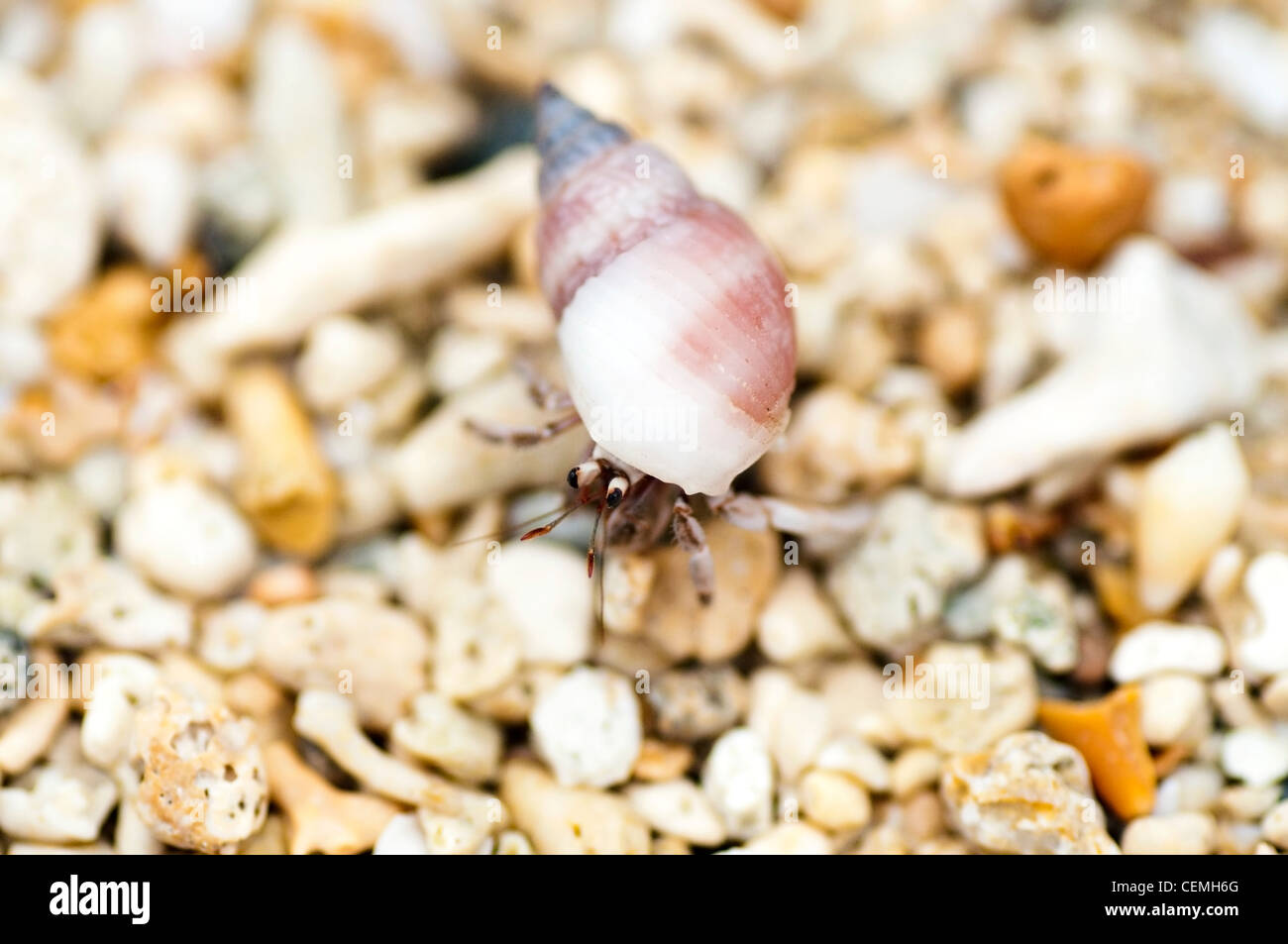 Closeup of a tiny little hermit crab with its "house", an empty ...