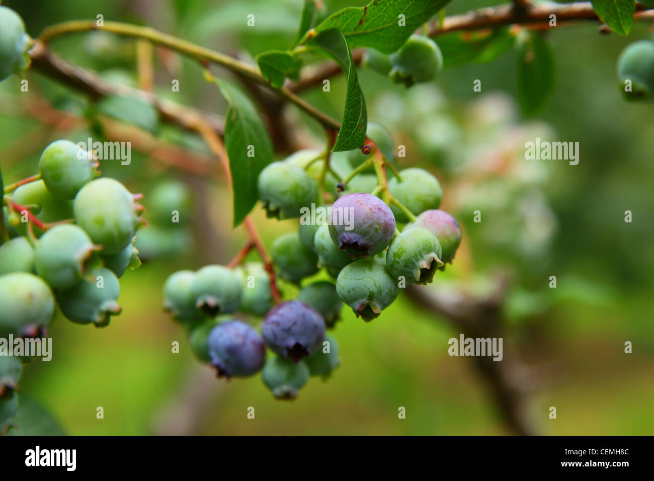Blueberry on the shrub Stock Photo - Alamy