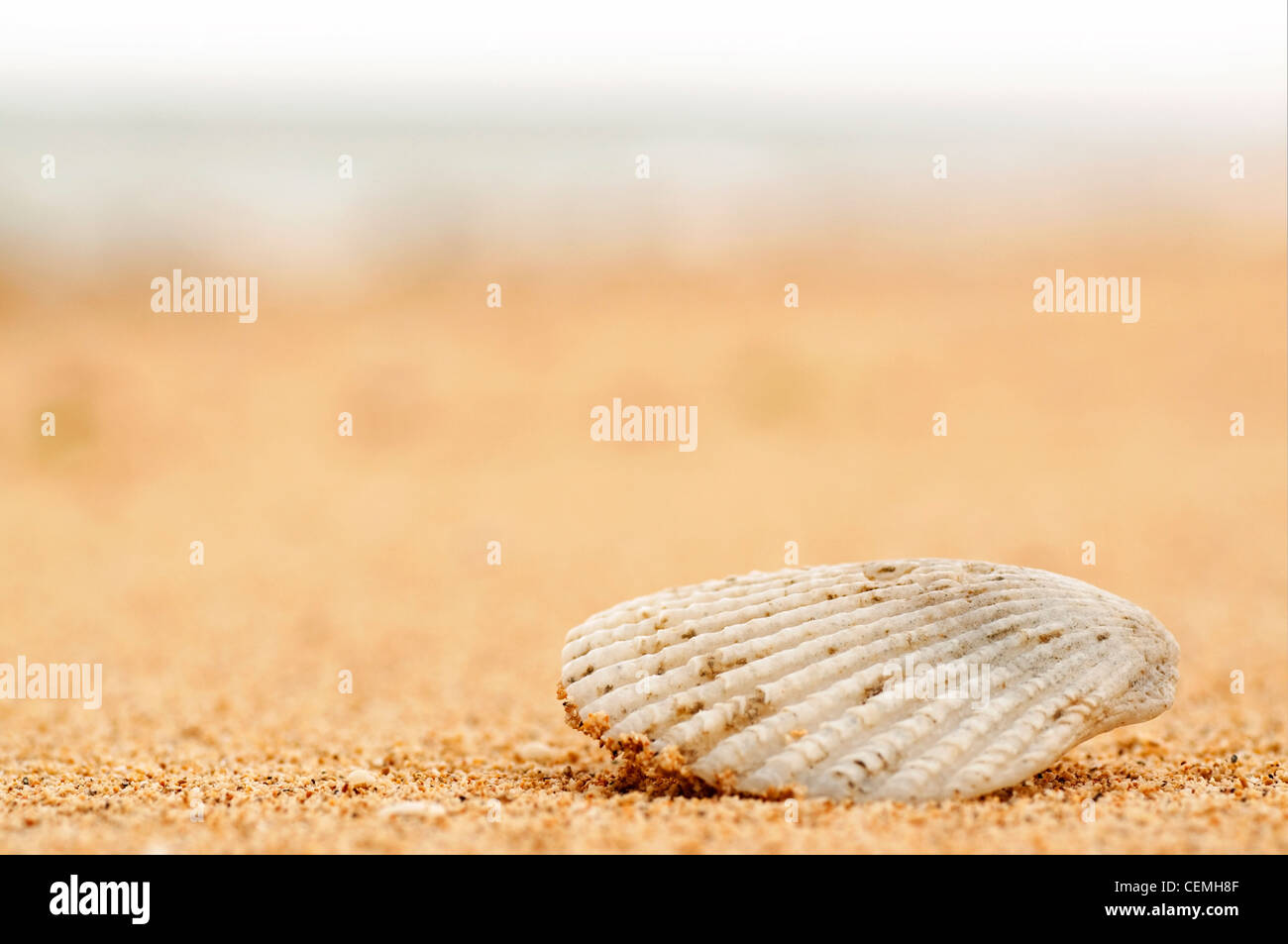 Closeup of a seashell lying on a sandy beach Stock Photo - Alamy