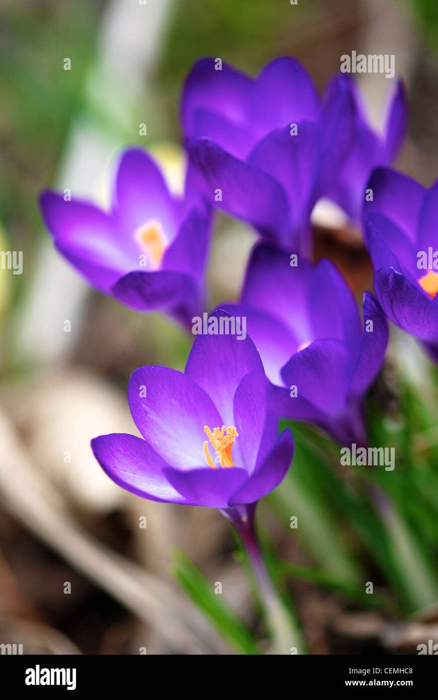 Purple crocus flowers bouquet hi-res stock photography and images - Alamy