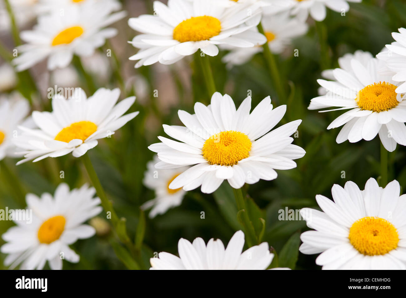 Field of daisies close-ups Stock Photo - Alamy