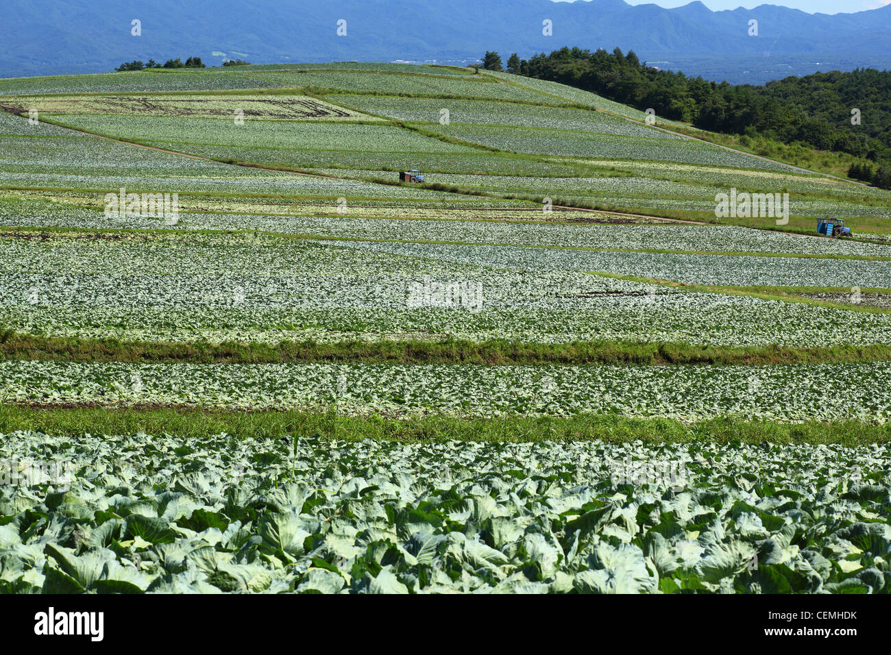 Japanese mountain agriculture hi-res stock photography and images - Alamy