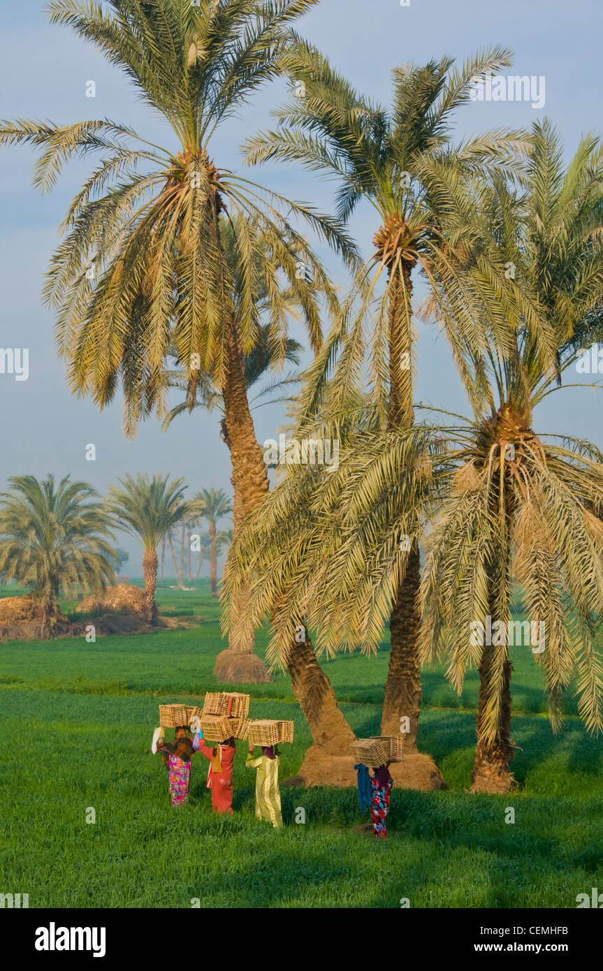 Egypt workers hi-res stock photography and images - Alamy