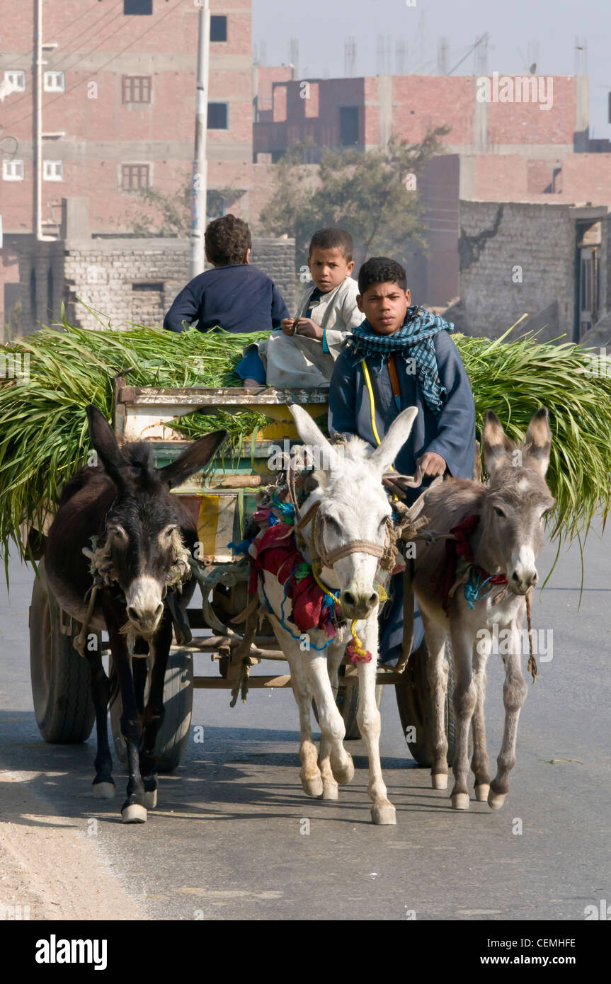 Middle east donkey cart hi-res stock photography and images - Alamy