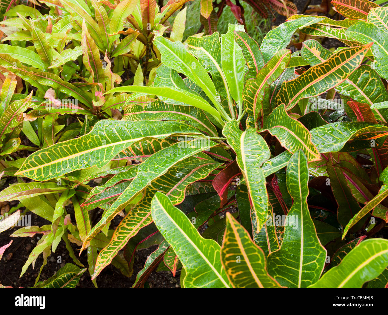 Croton plant codiaeum variegatum hi-res stock photography and images ...