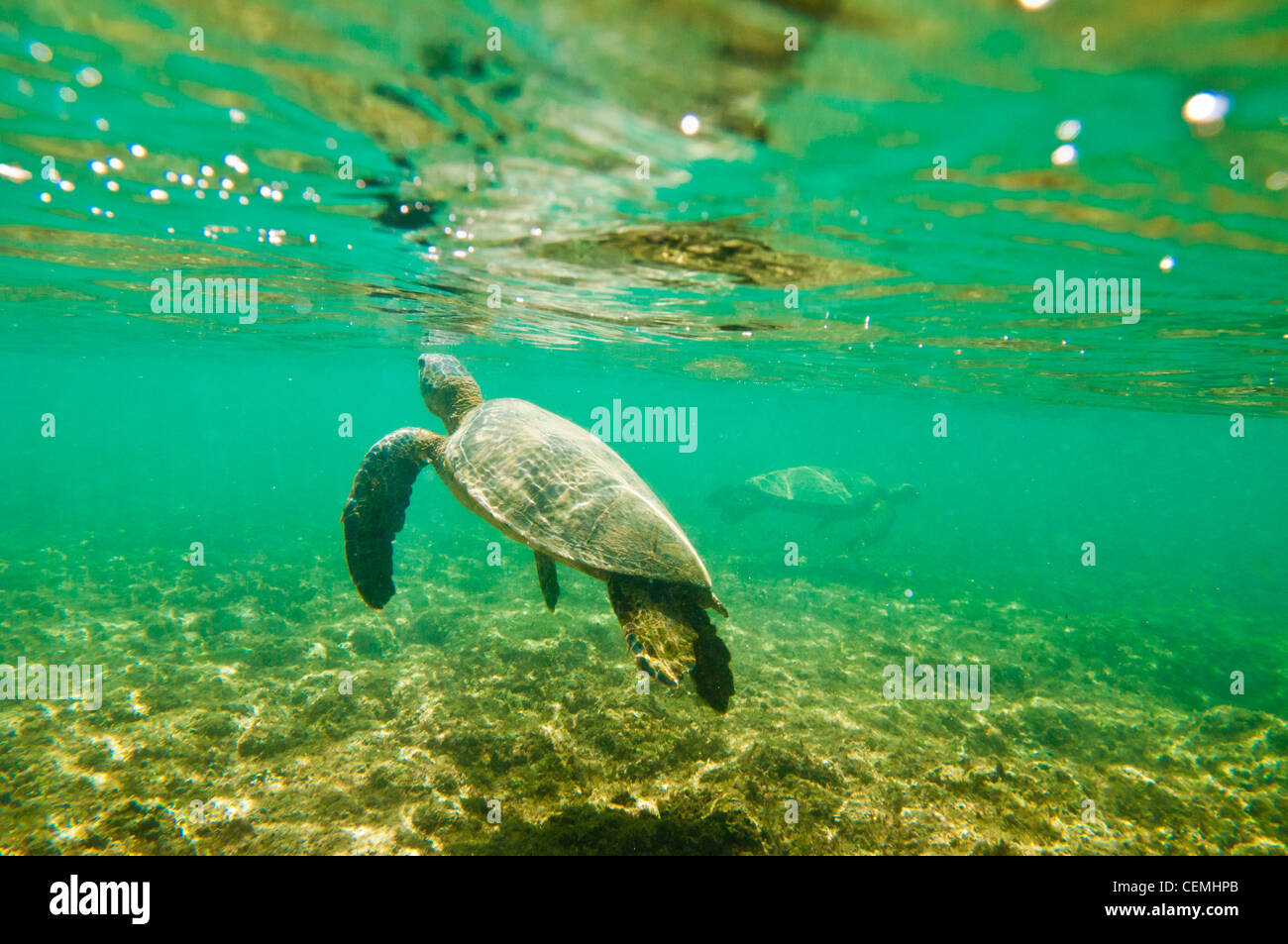 Green Sea Turtles, Kailua Bay, Oahu, Hawaii Stock Photo - Alamy