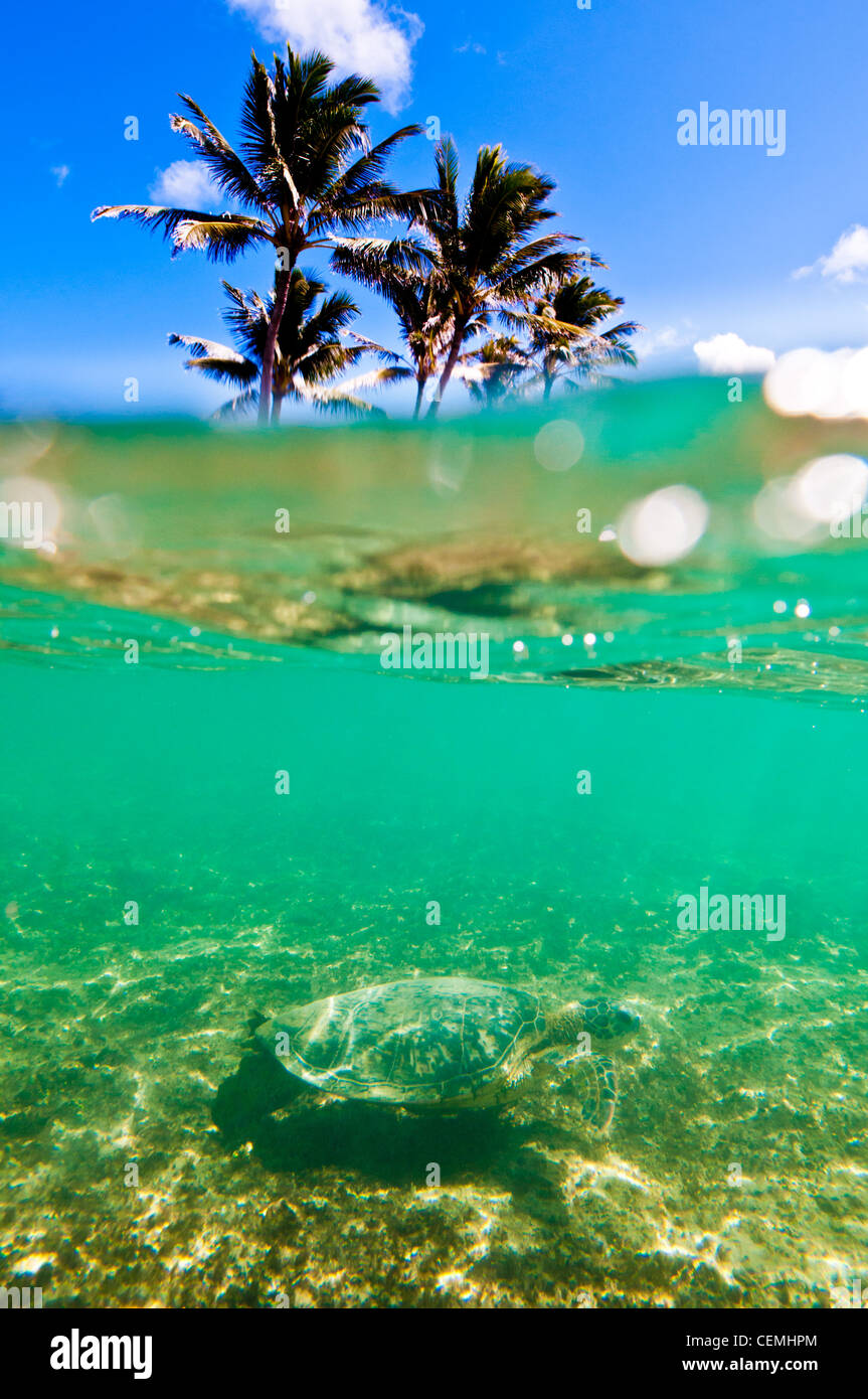 Above and below split level view of a Green Sea Turtle, Kailua Bay ...