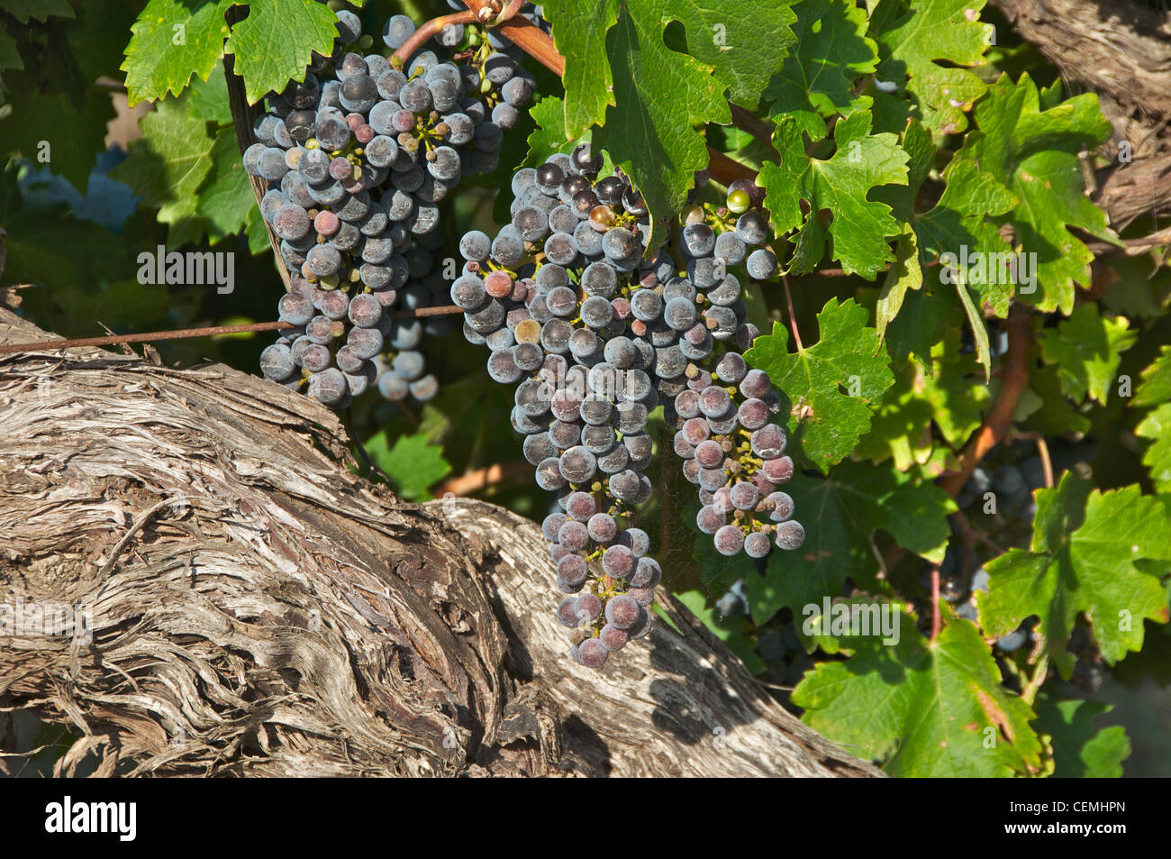Grenache grape hi-res stock photography and images - Alamy