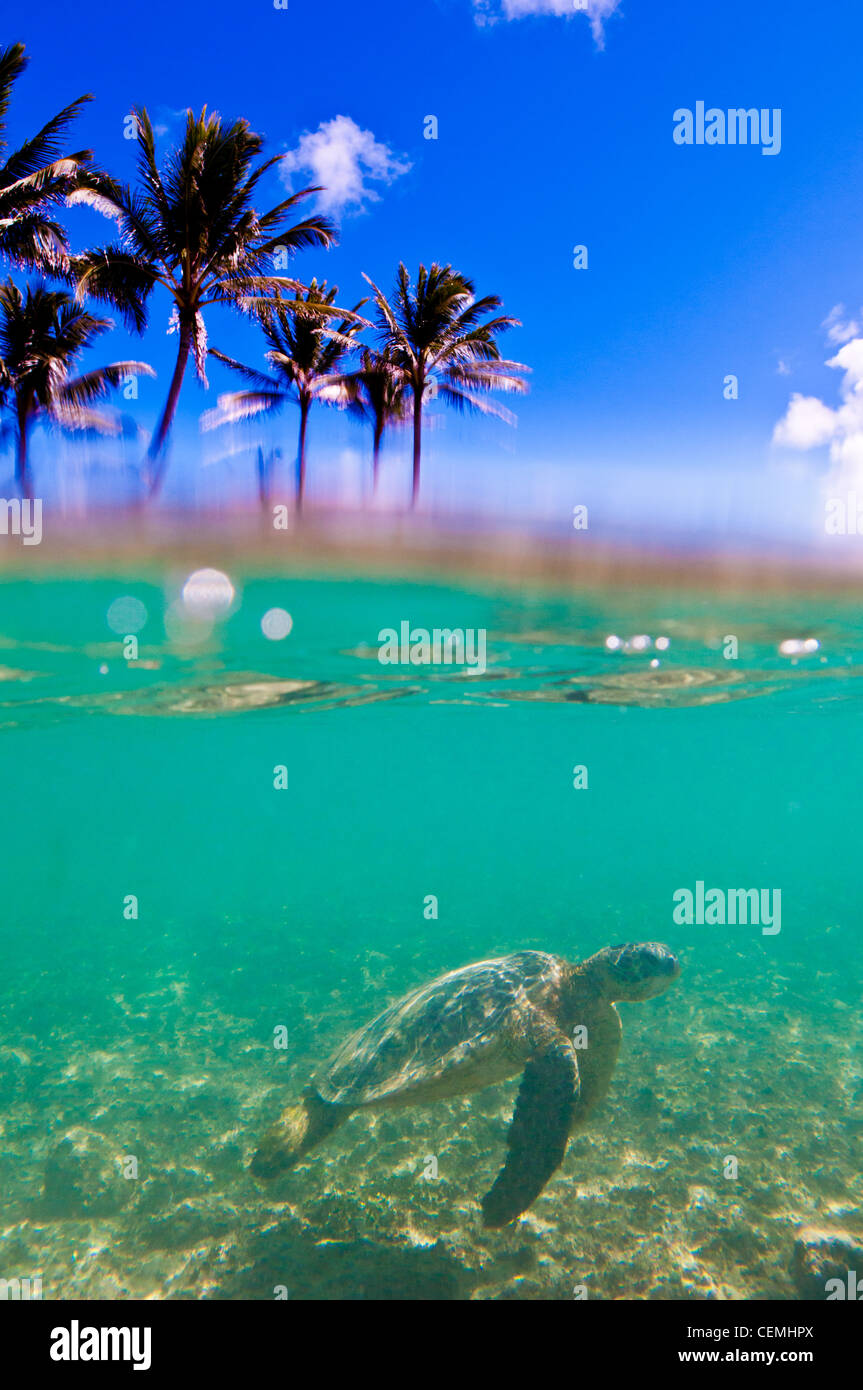 Hawaii turtle bay turtles hi-res stock photography and images - Alamy