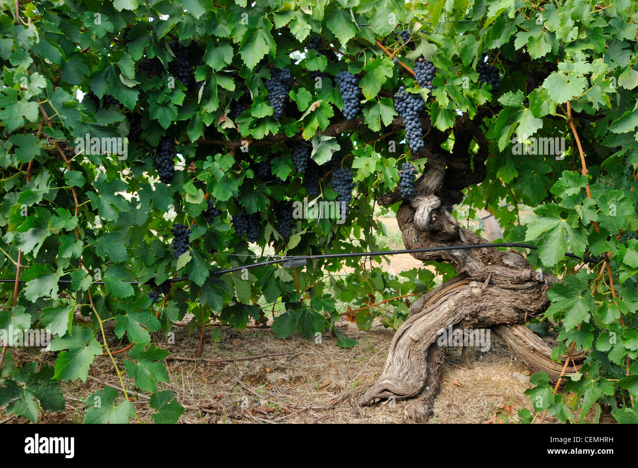 Grenache hi-res stock photography and images - Alamy
