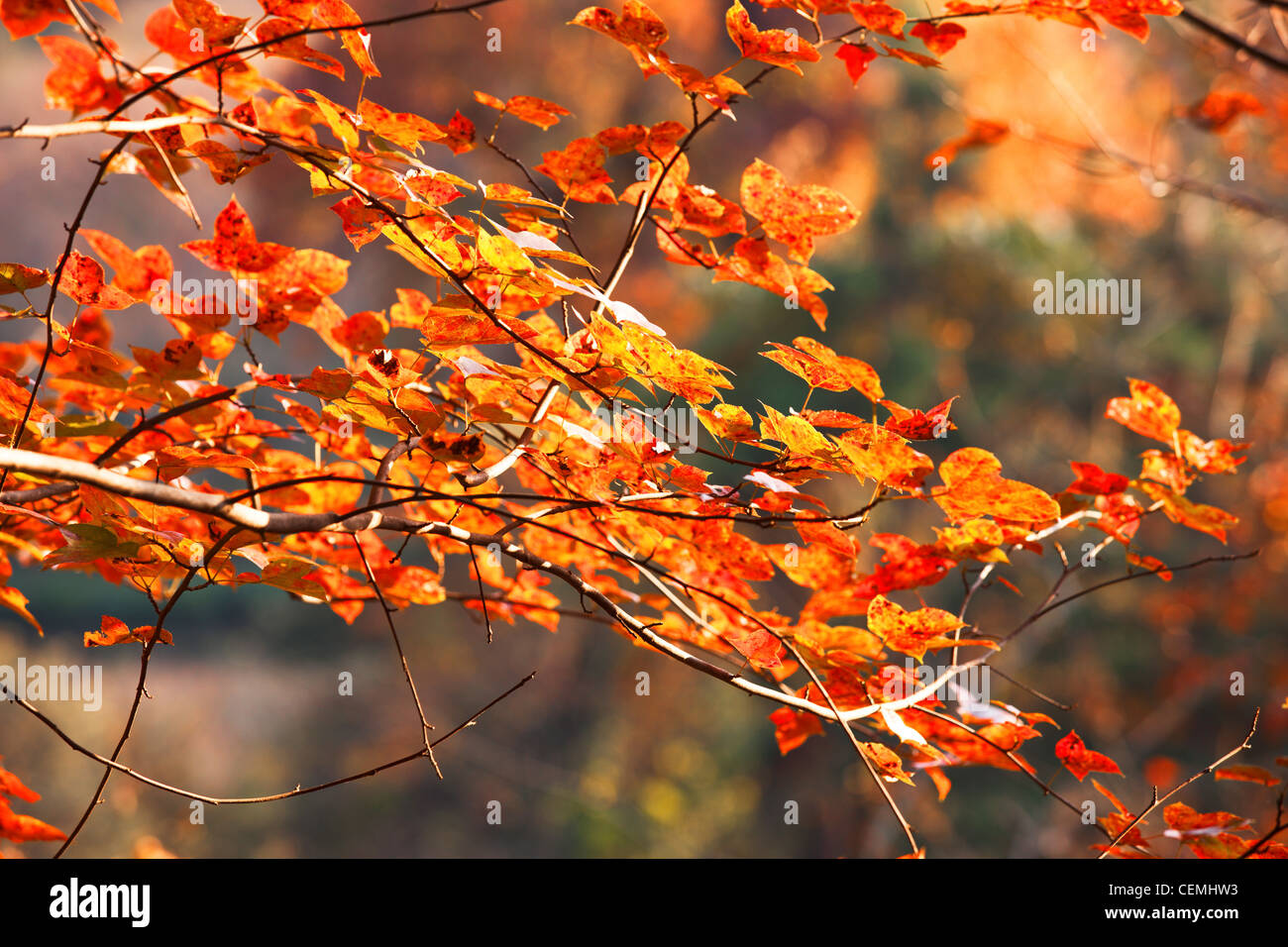 Maple tree china forest hi-res stock photography and images - Alamy