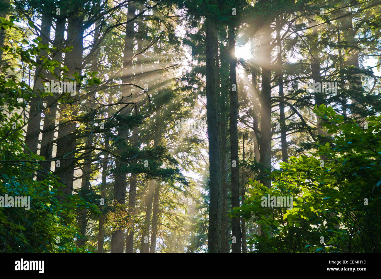 Sunbeams shine through trees in forest, Cape Lookout State Park, Oregon ...