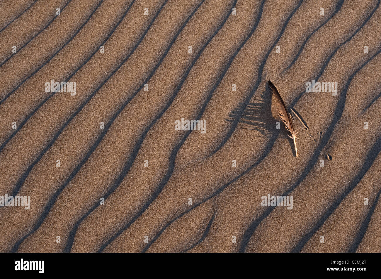 Sand patterns along coastline of Pacific ocean with bird feather Stock ...