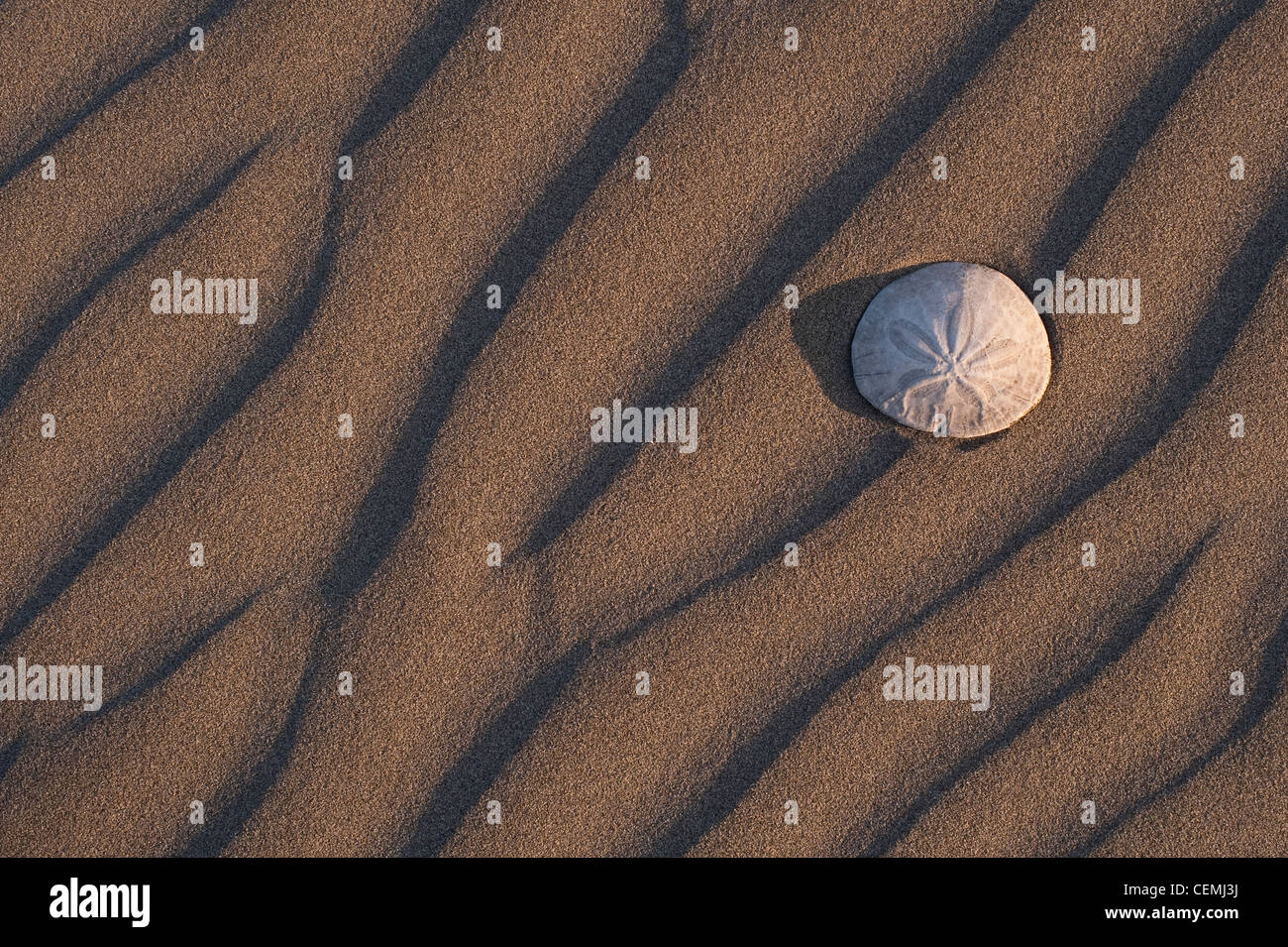 Sand patterns along coastline of Pacific ocean with sand dollar Stock ...
