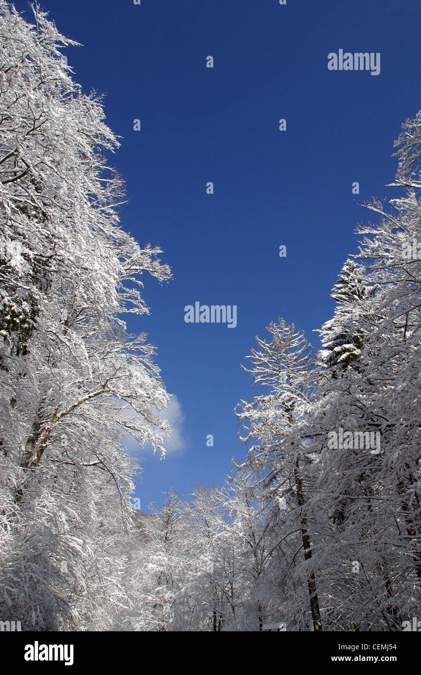 Winter landscape trees under snow Stock Photo - Alamy