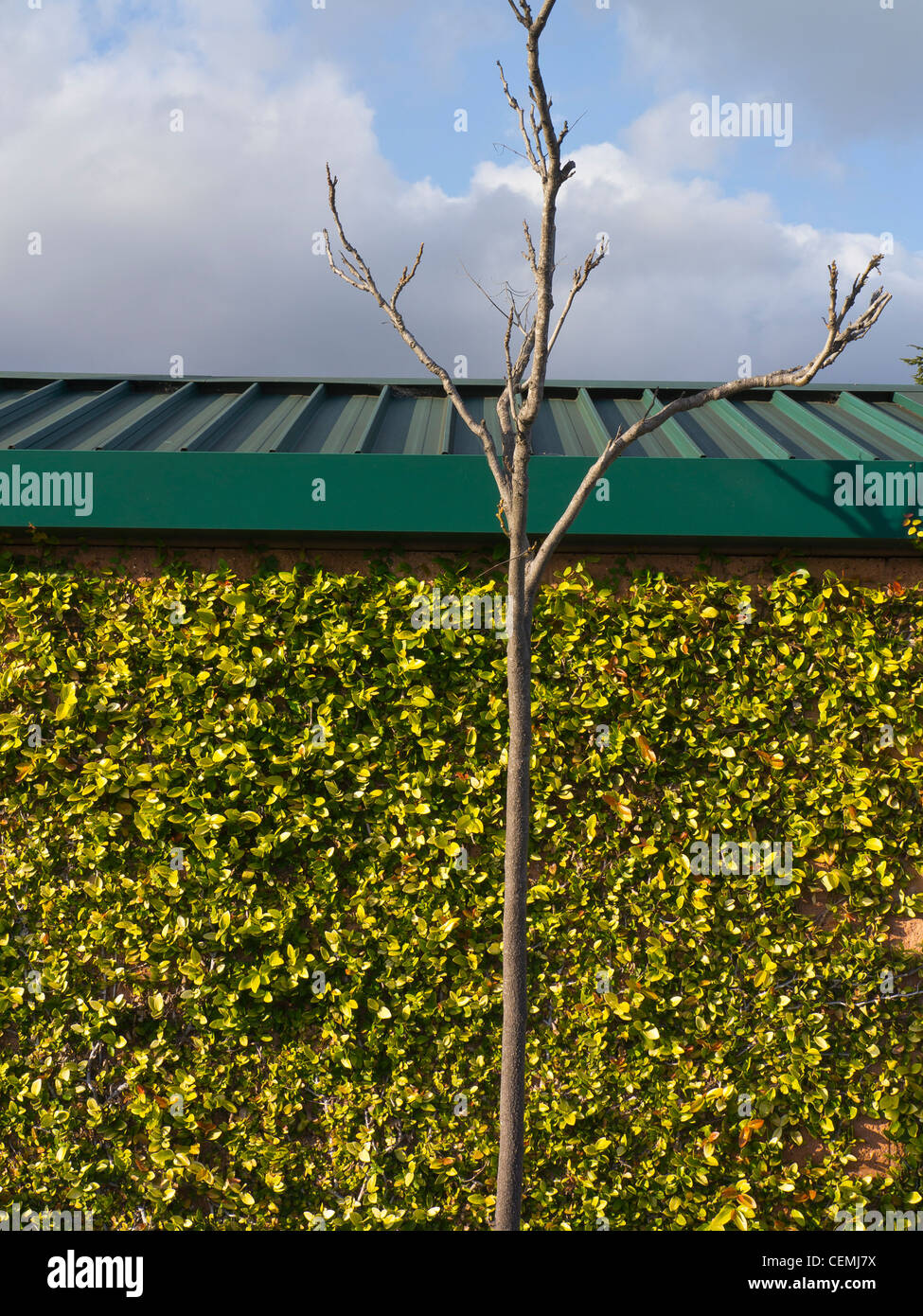 A green climbing vine covers a small building with a green metal roof ...