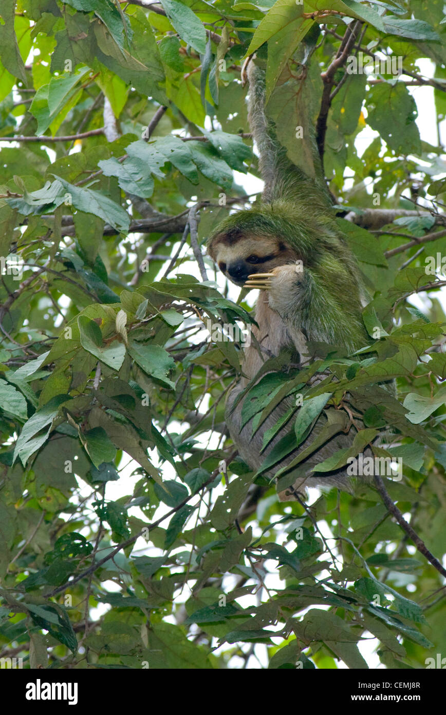 A three toed sloth grazes in the canopy of the rain forest, in Manuel ...