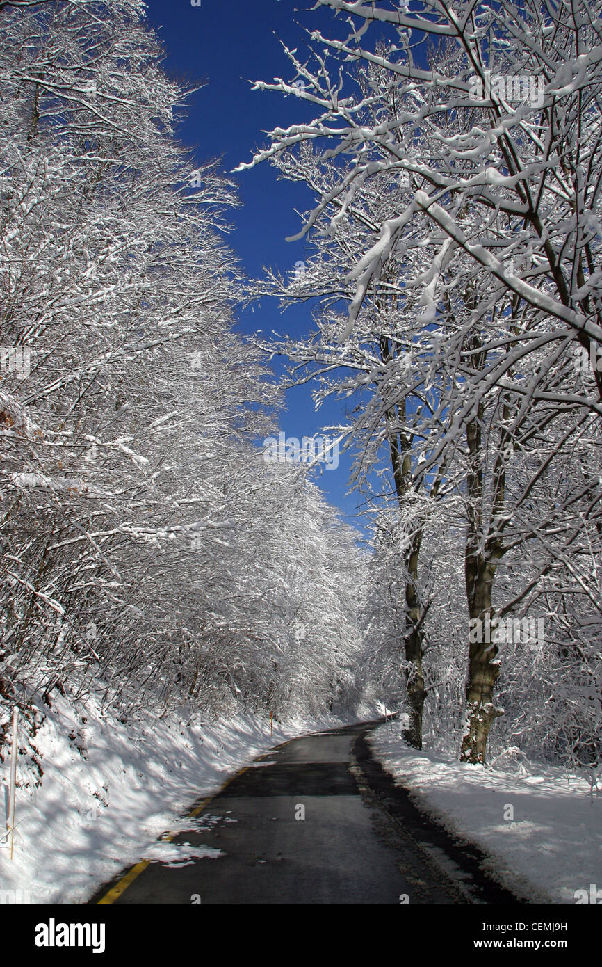 Winter landscape trees under snow Stock Photo - Alamy