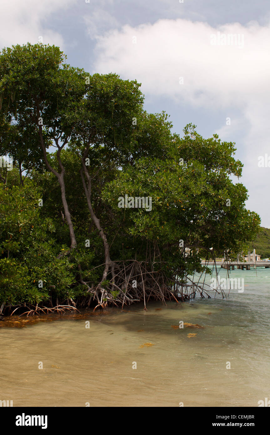 Swamp red mangrove rhizophora mangle hi-res stock photography and ...