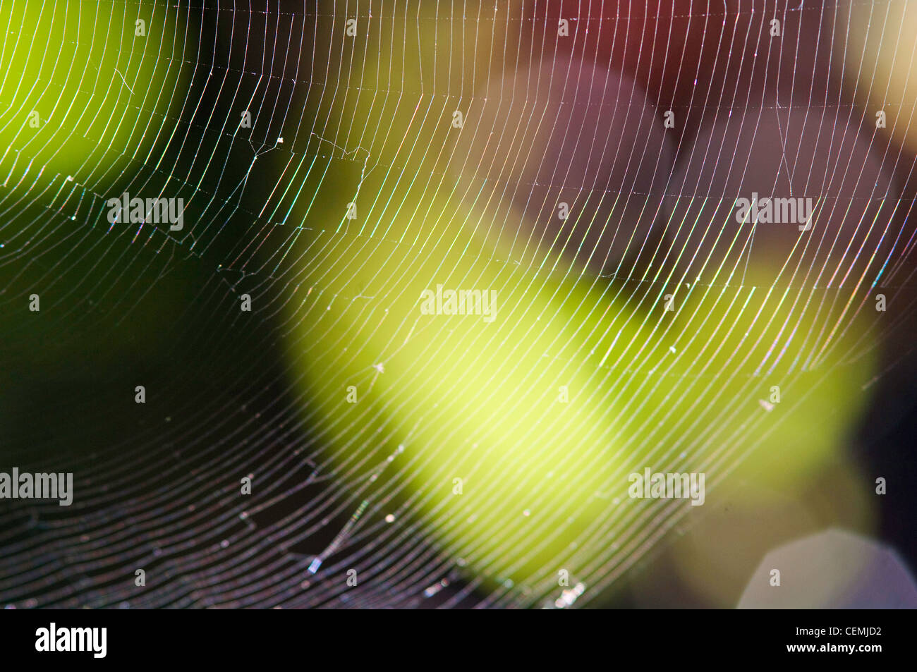 Spider web in the rain forest of Manuel Antonio National Park, Costa ...