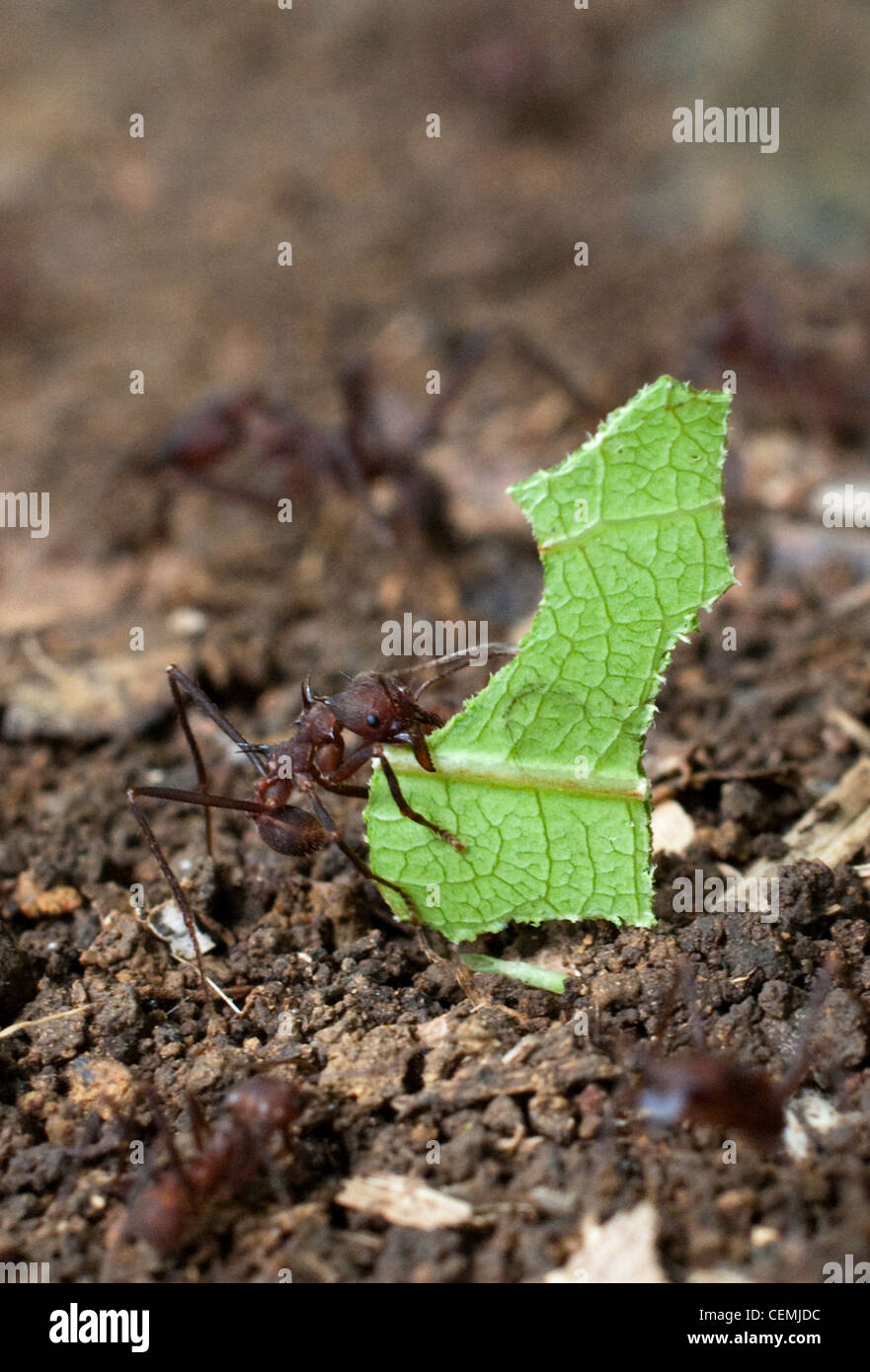 Leaf cutter ants carry their green food in the rain forest near ...