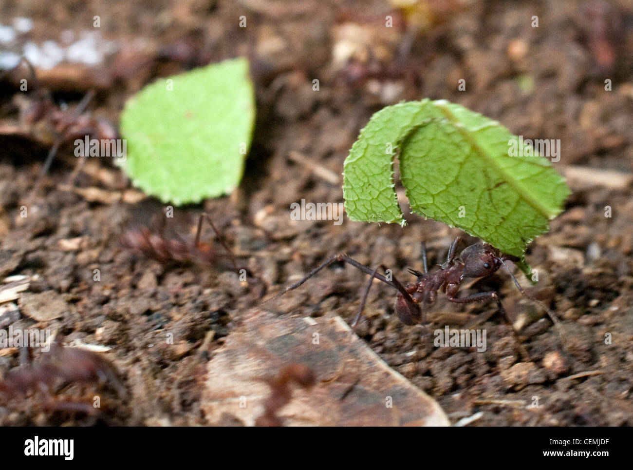 Leaf cutter ants carry their green food in the rain forest near ...