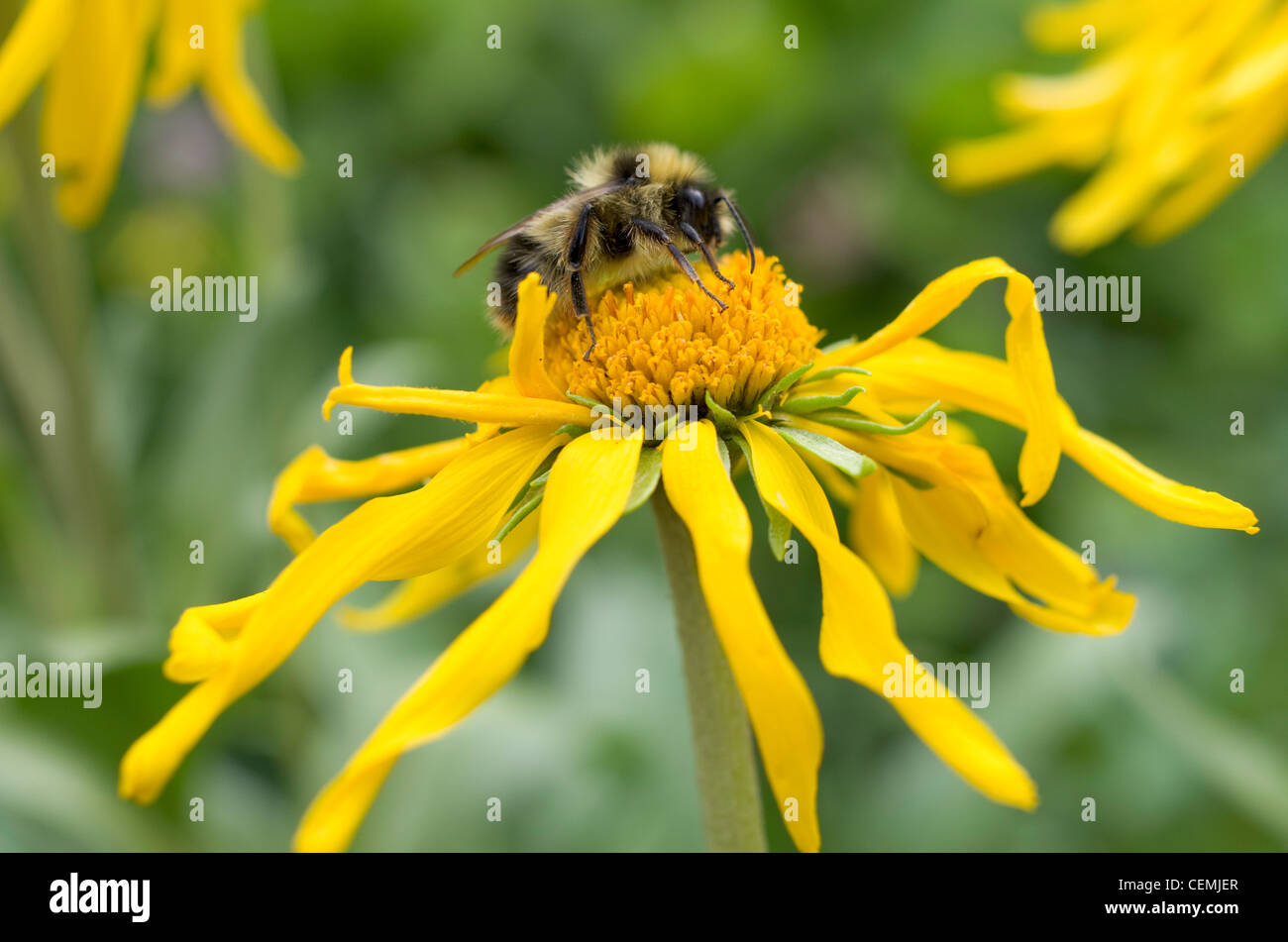 Bee gathering pollen, San Juan Mountains, Colorado Stock Photo - Alamy
