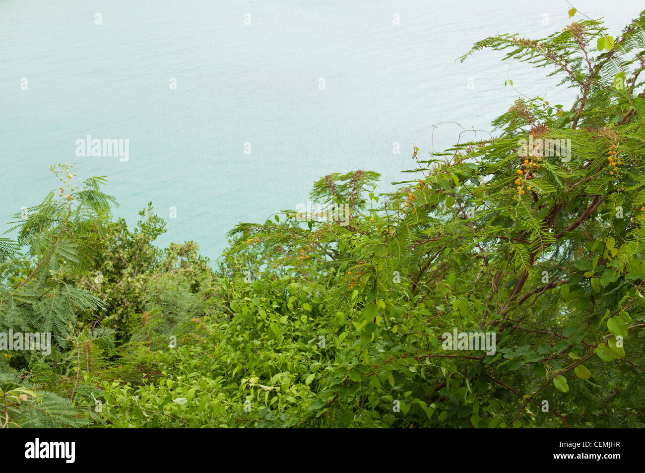 gorgeous nature flora, evergreen shrub Acacia Dealbata (Mimosa) at a ...