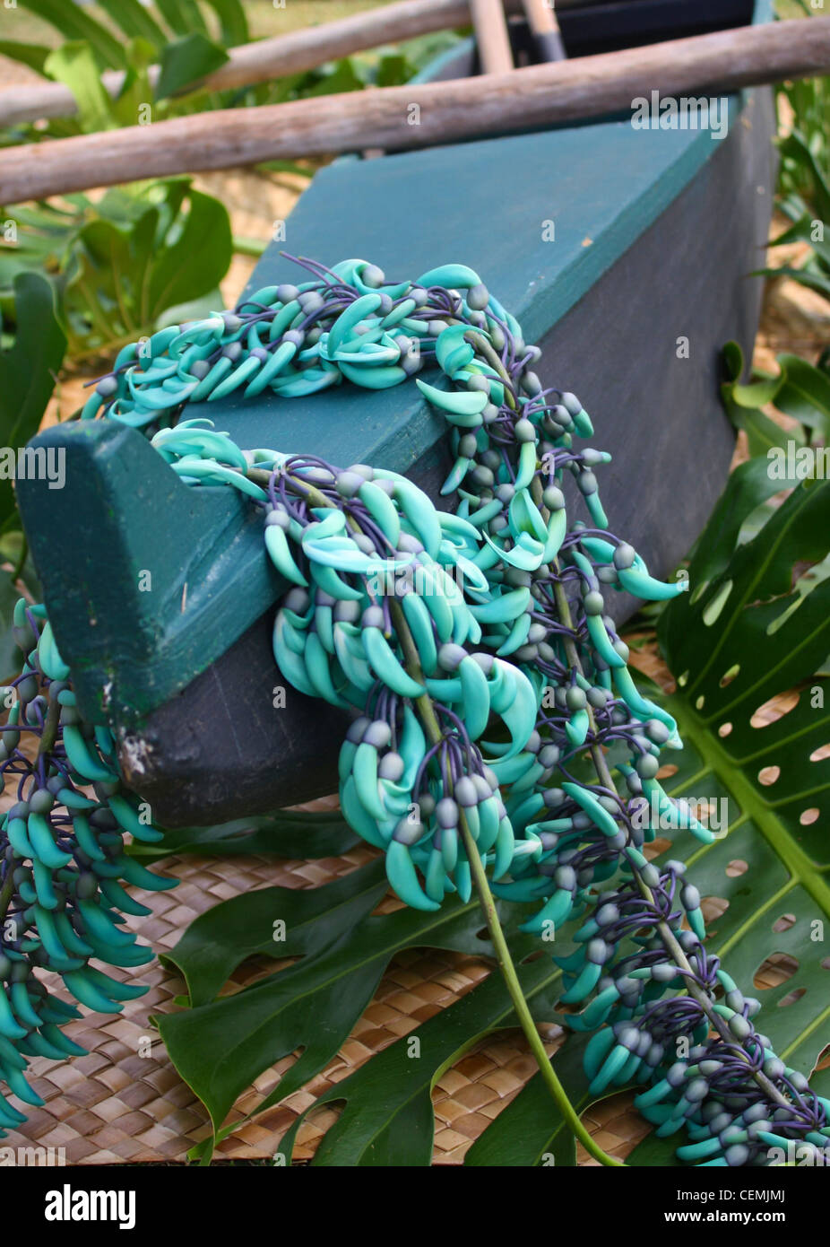 Wild Jade Vine