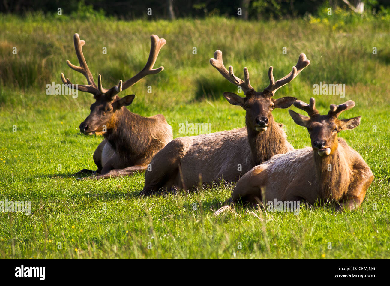 Elk resting in pasture Stock Photo - Alamy