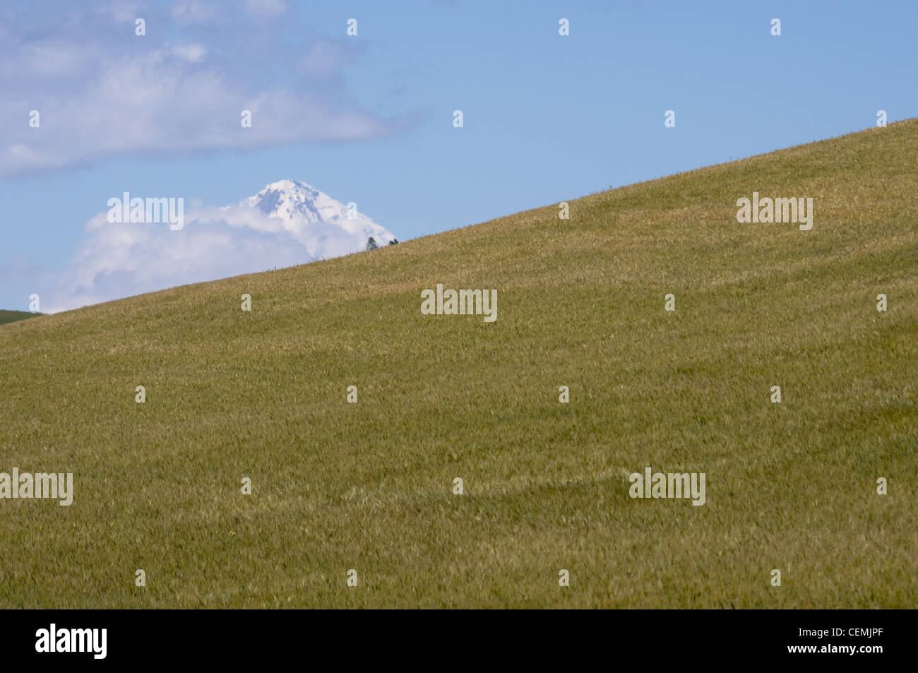 Grain field ready for harvest with snow capped mountain in the ...