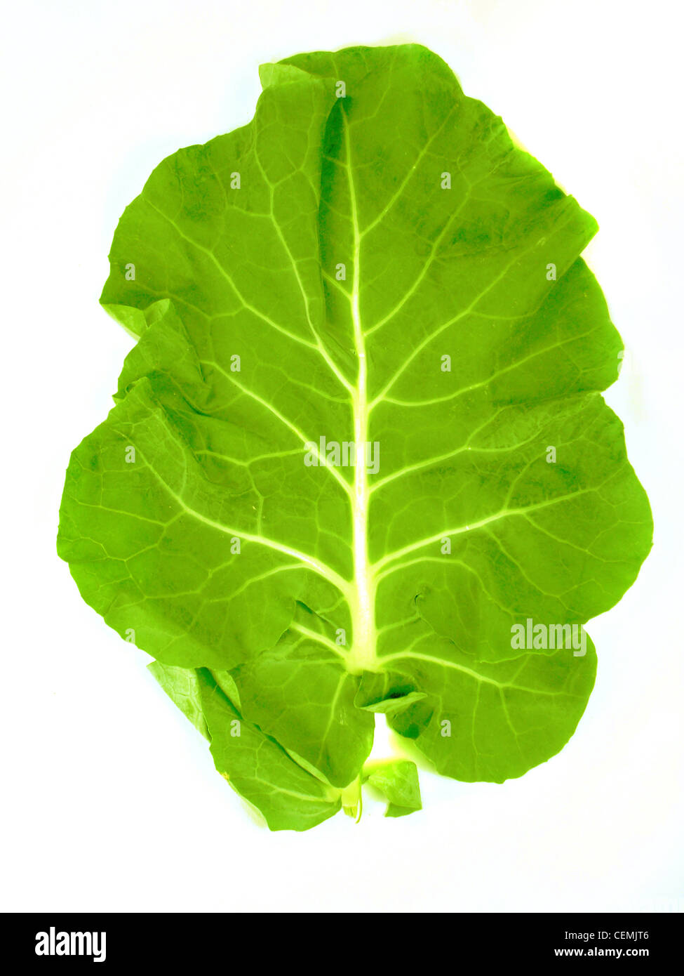 Leaf of a broccoli on a white background Stock Photo - Alamy
