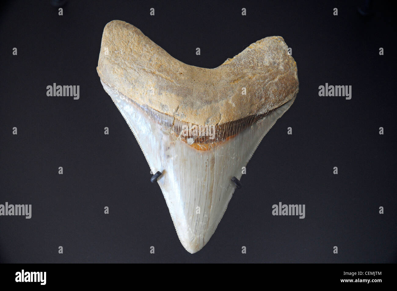 Sharks tooth hi-res stock photography and images - Alamy
