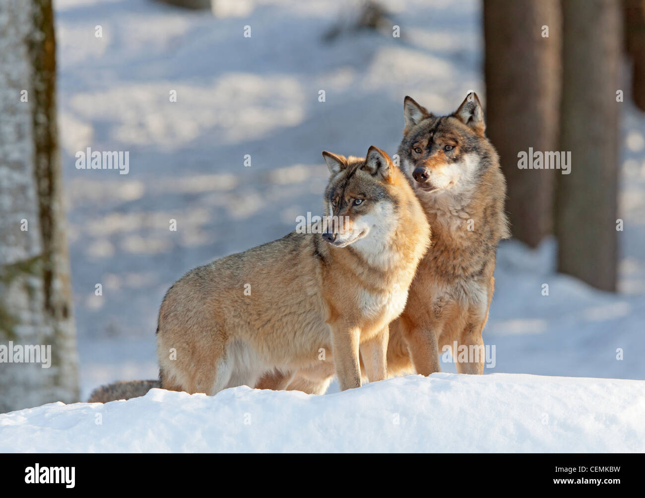 Wolf pack hi-res stock photography and images - Alamy