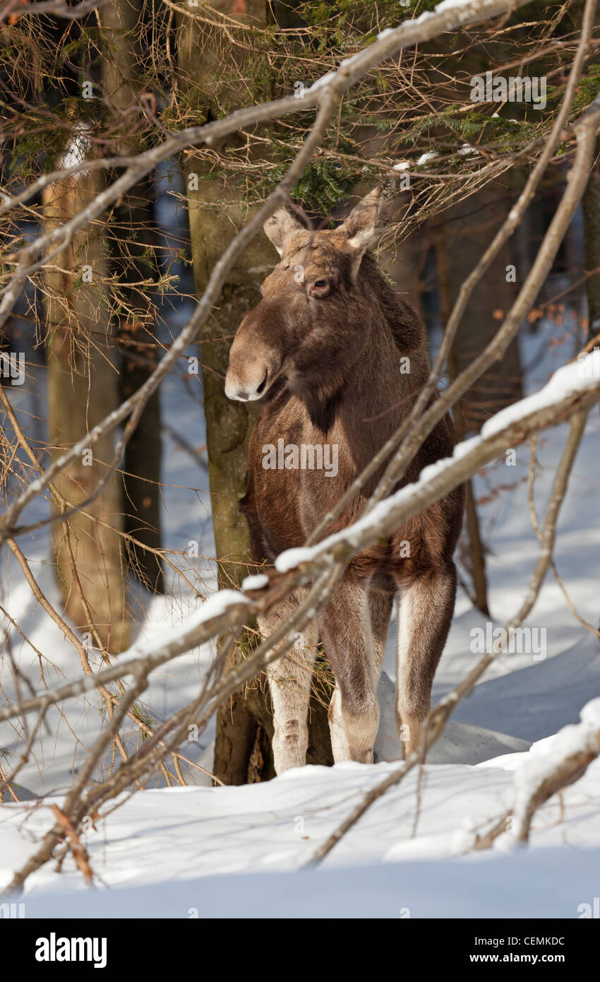 Moose (Alces alces Stock Photo - Alamy