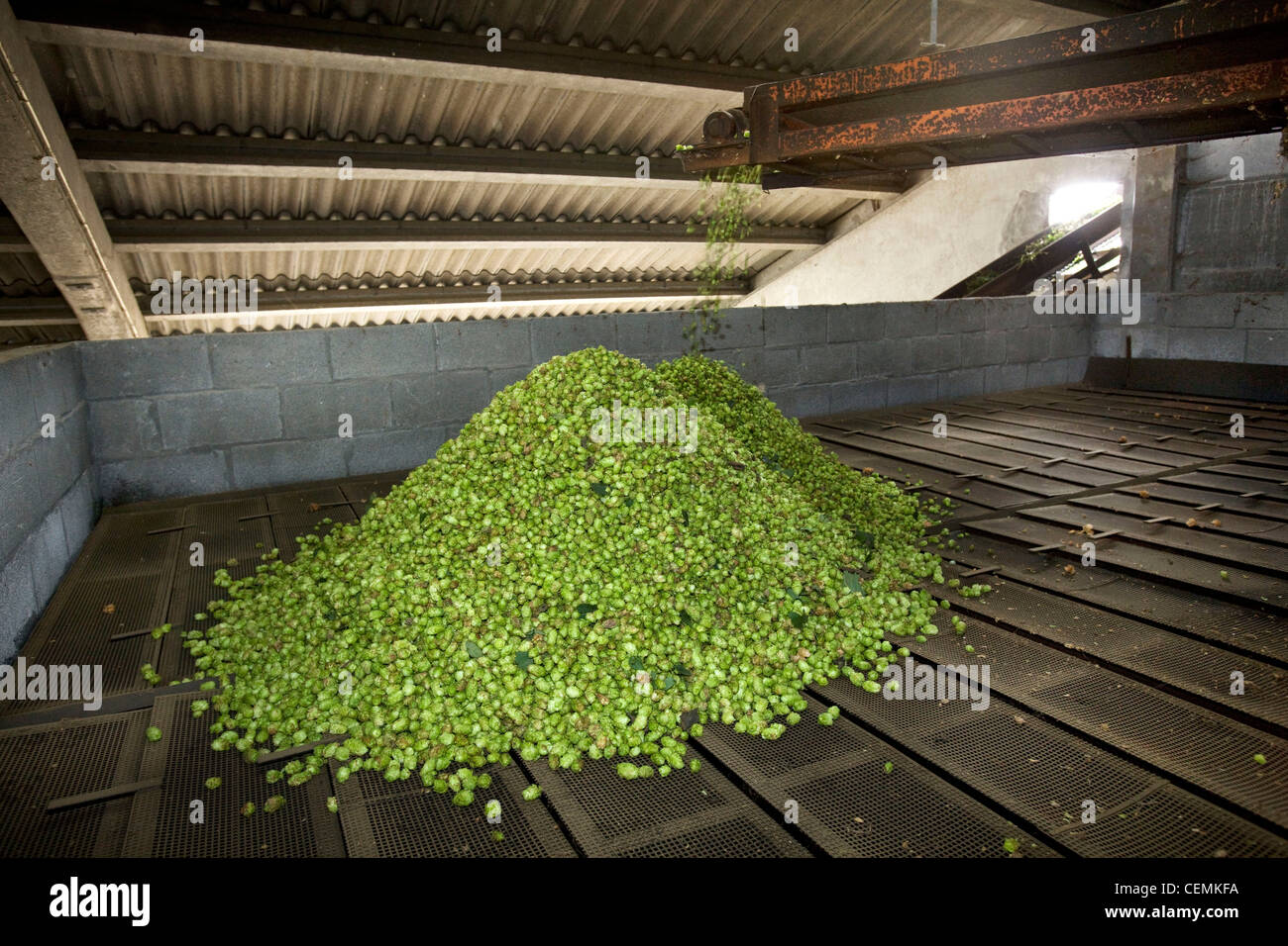 Hop Harvest High Resolution Stock Photography and Images - Alamy