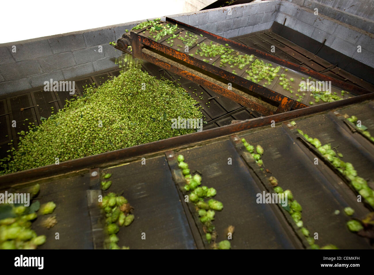 Hop harvest hi-res stock photography and images - Alamy