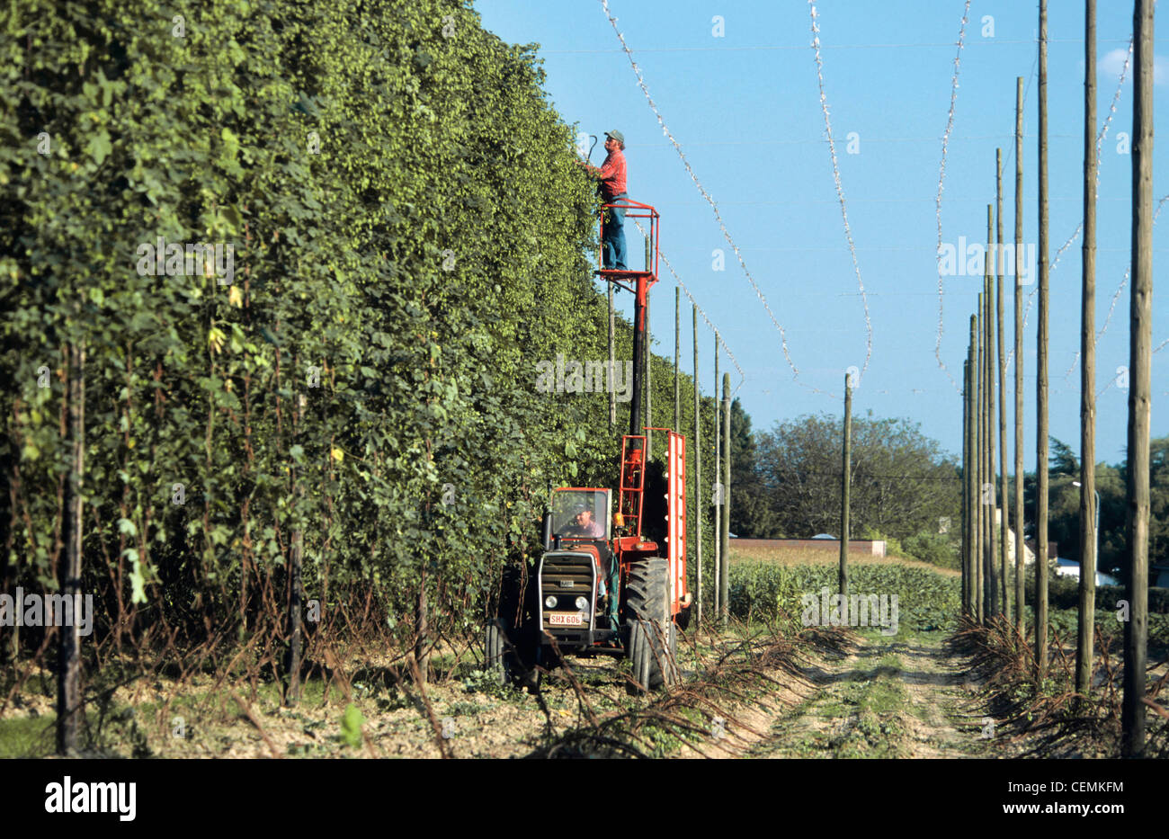 Hop plantations hi-res stock photography and images - Alamy