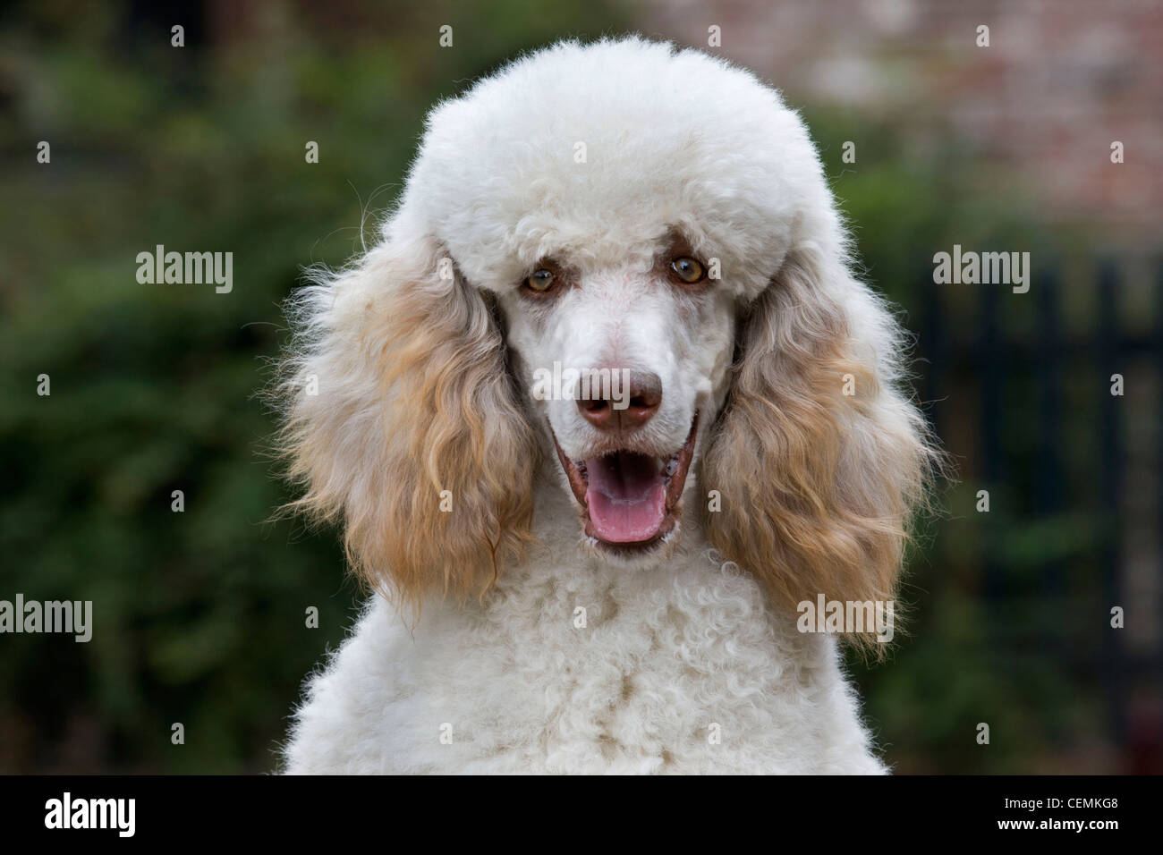 Standard poodle hi-res stock photography and images - Alamy