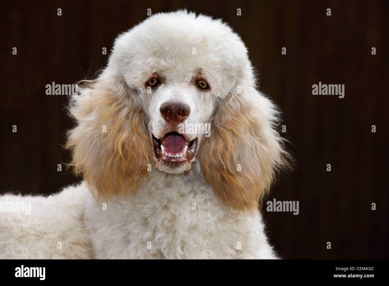 Standard poodle hi-res stock photography and images - Alamy
