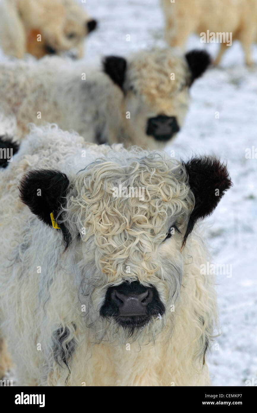 White Galloway Cattle Stock Photo - Alamy